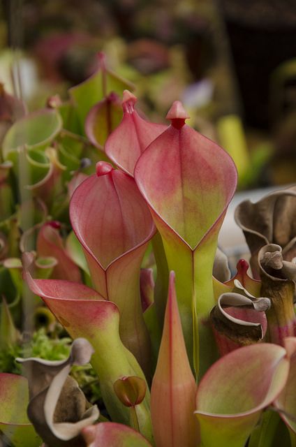 Heliamphora (Sun Pitchers) – Pitcher N' Moss