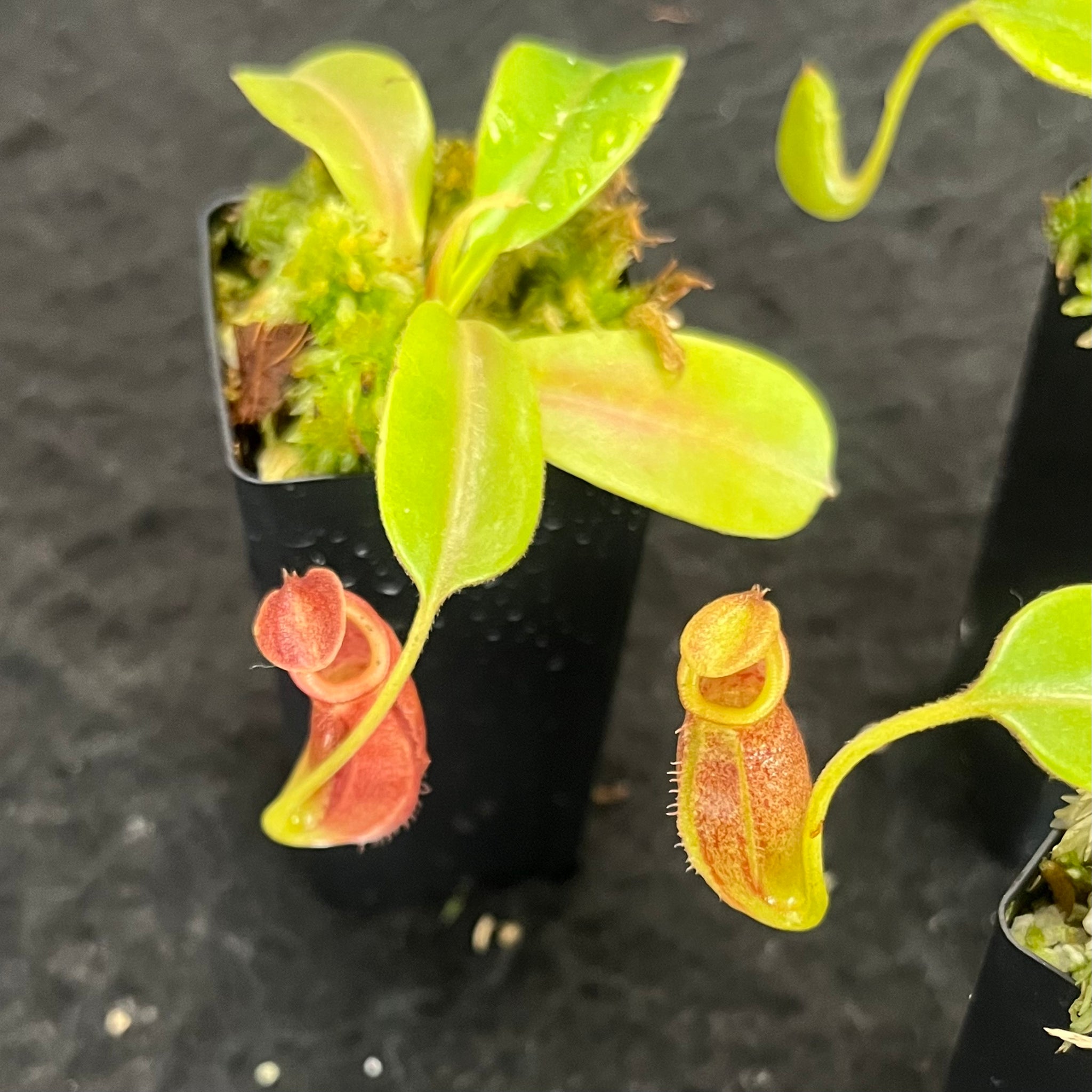 Nepenthes robcantleyi x jacquelineae BE-4028 – Pitcher N' Moss