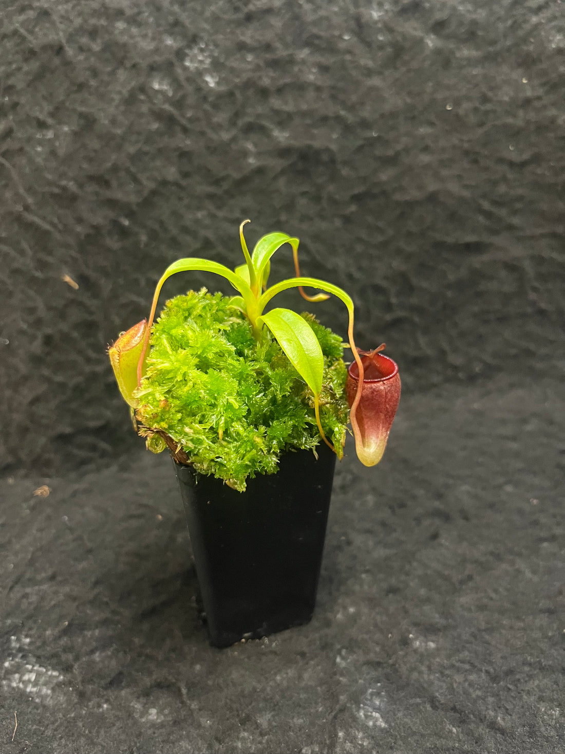Nepenthes jamban BE-3875 – Pitcher N' Moss