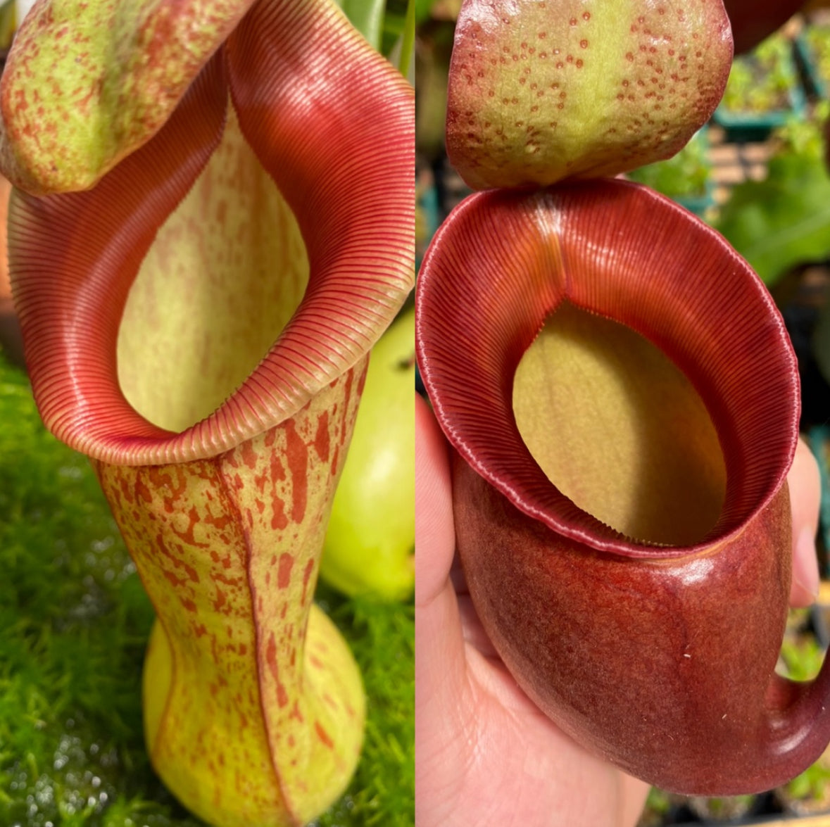Nepenthes (ventricosa x insignis) x [(sibuyanensis x ventricosa) x jac ...