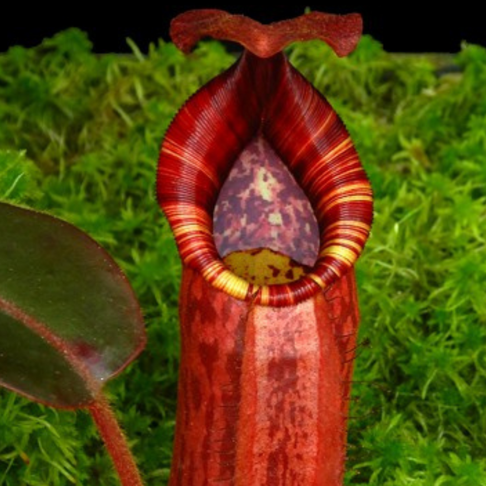 Nepenthes peltata x (veitchii x lowii) BE-4516 – Pitcher N' Moss