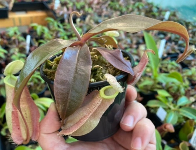 Nepenthes rafflesiana x ampullaria "Susan" – Pitcher N' Moss