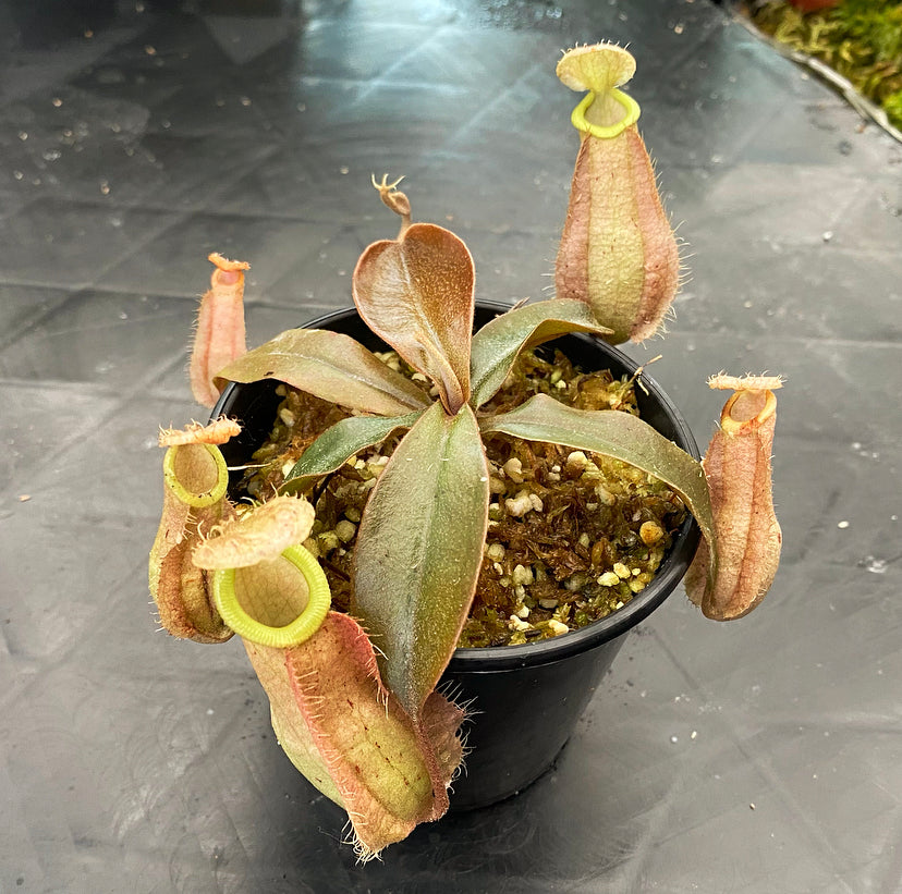Nepenthes rafflesiana x ampullaria "Susan" – Pitcher N' Moss