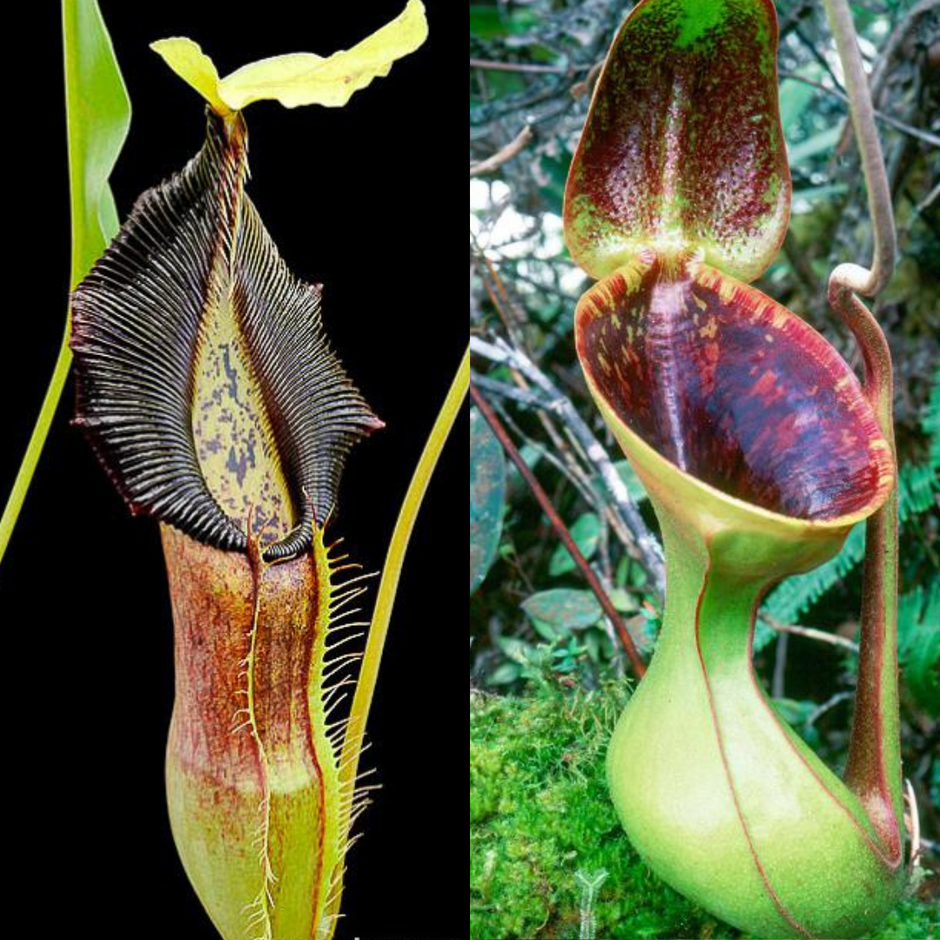 Nepenthes Hybrids – Pitcher N' Moss