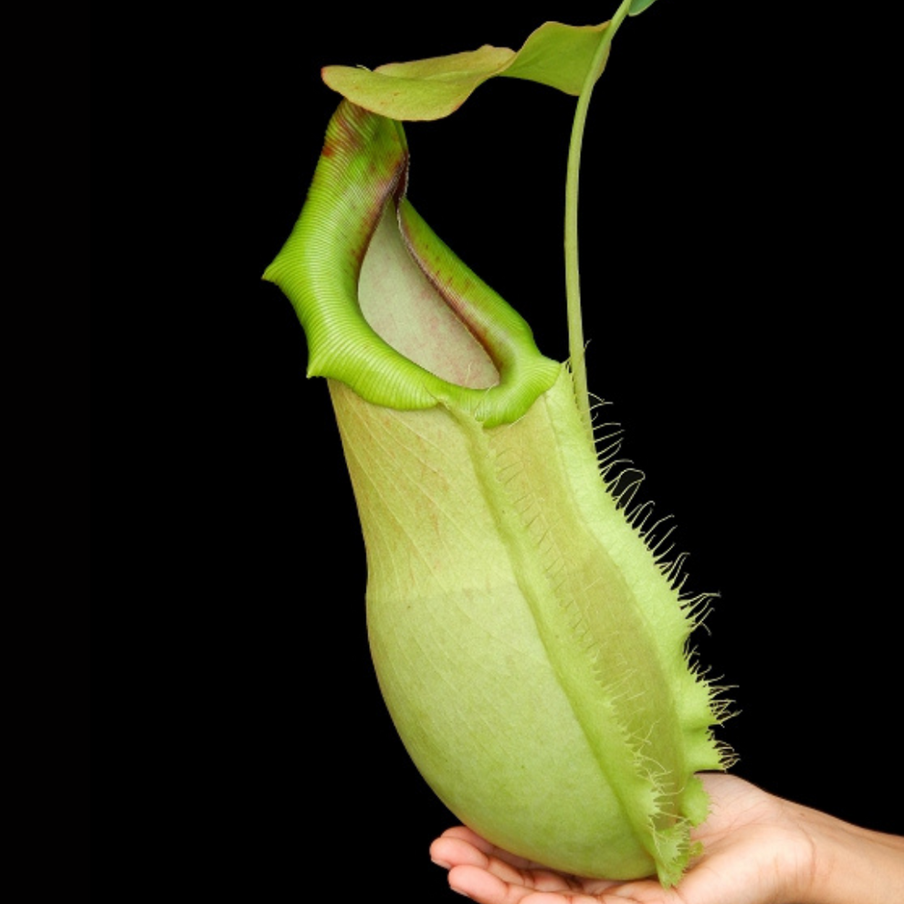 Nepenthes spathulata x merrilliana BE-3949 – Pitcher N' Moss